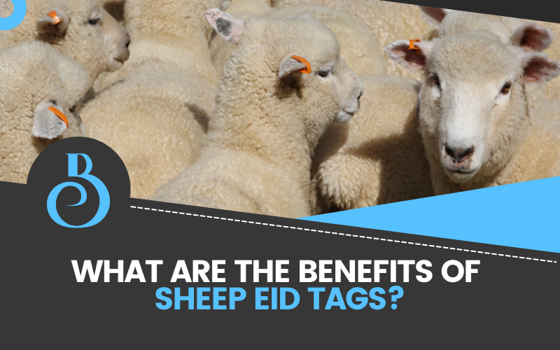 What Are The Benefits Of Sheep EID Tags? - BreedELITE