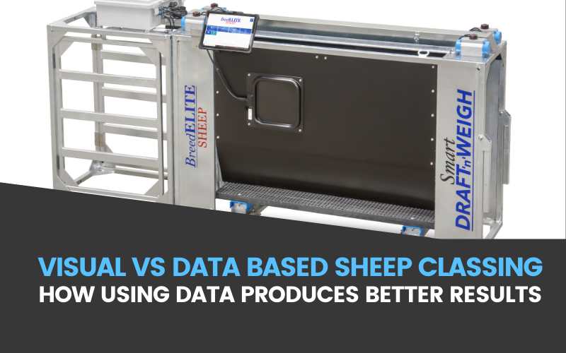 Visual vs Data Based Sheep Classing: How Using Data Produces Better ...