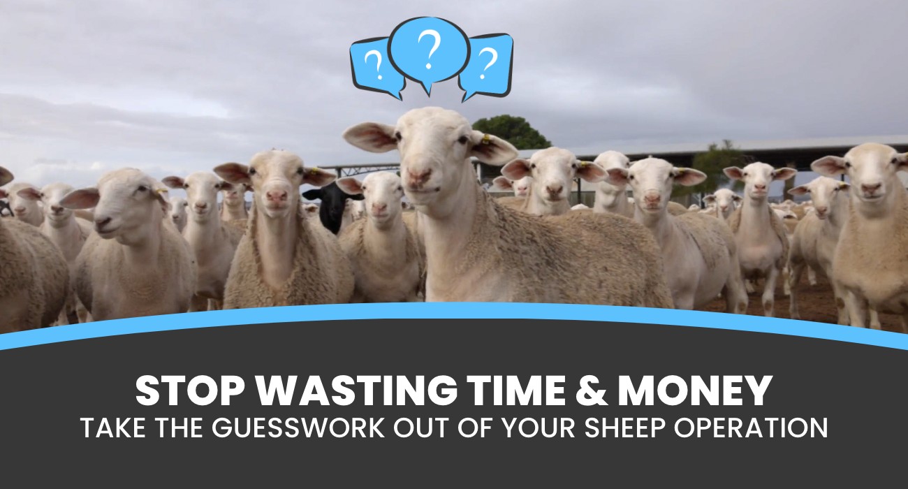 Taking the Guesswork Out of Your Sheep Operation - BreedELITE
